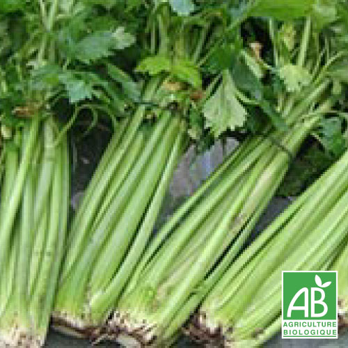 Celeri branche botte 150g - Biperduna, producteur de piment basque